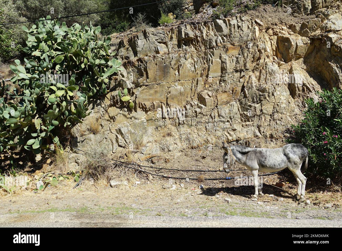 donkey, Hausesel, Equus africanus asinus, háziszamár, Crete, Greece ...