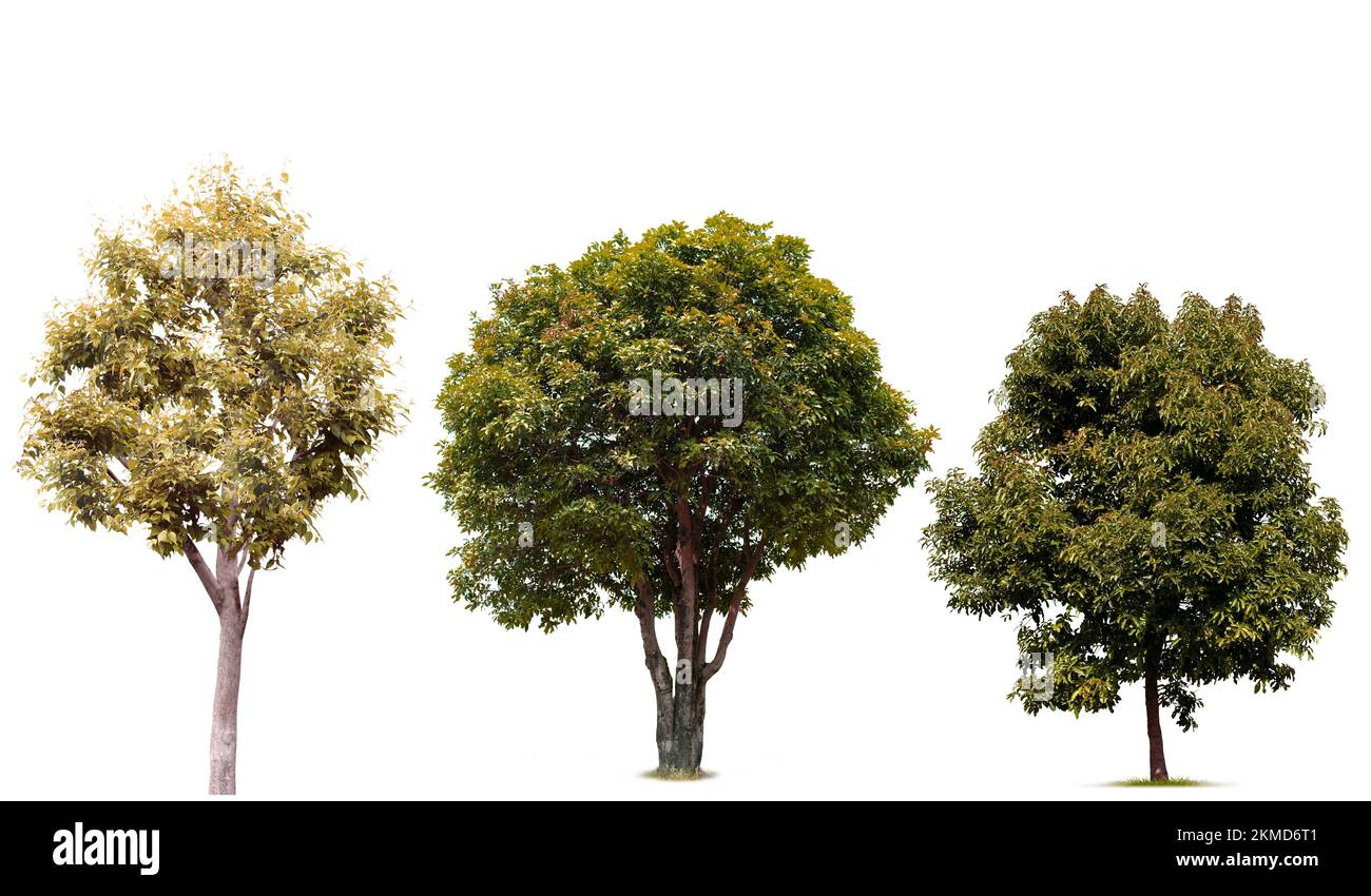 Collection autumn trees is isolated on white backgroun Stock Photo - Alamy