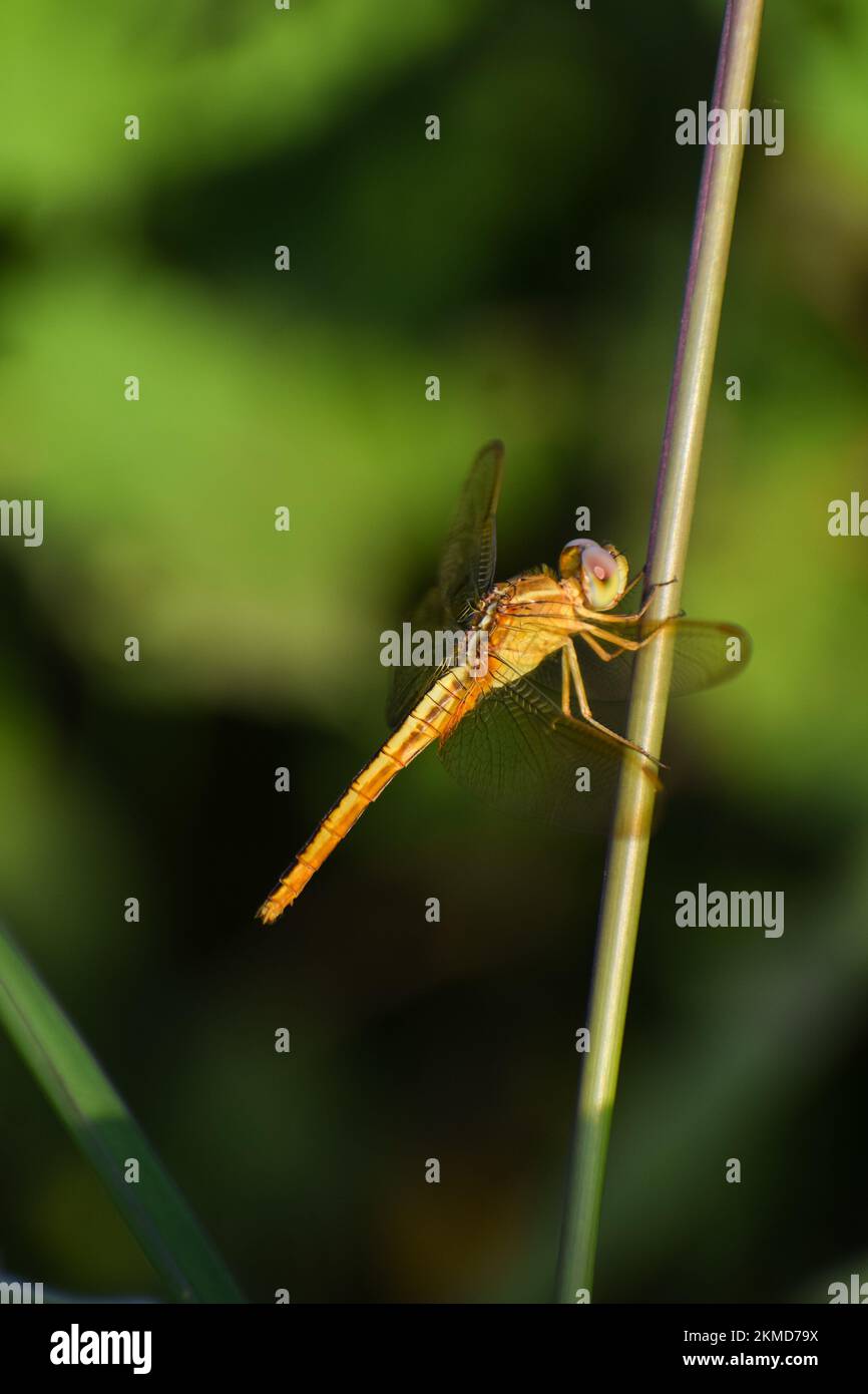 A vertical shot of a Scarlet skimmer on a plant stem under the sunlight ...