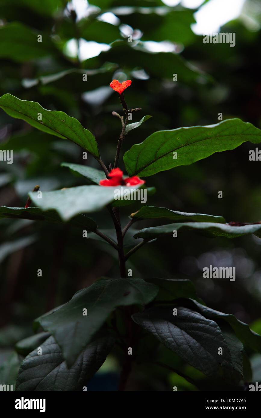 The vertical macro shot of wax mallow plant growing in the greenery ...