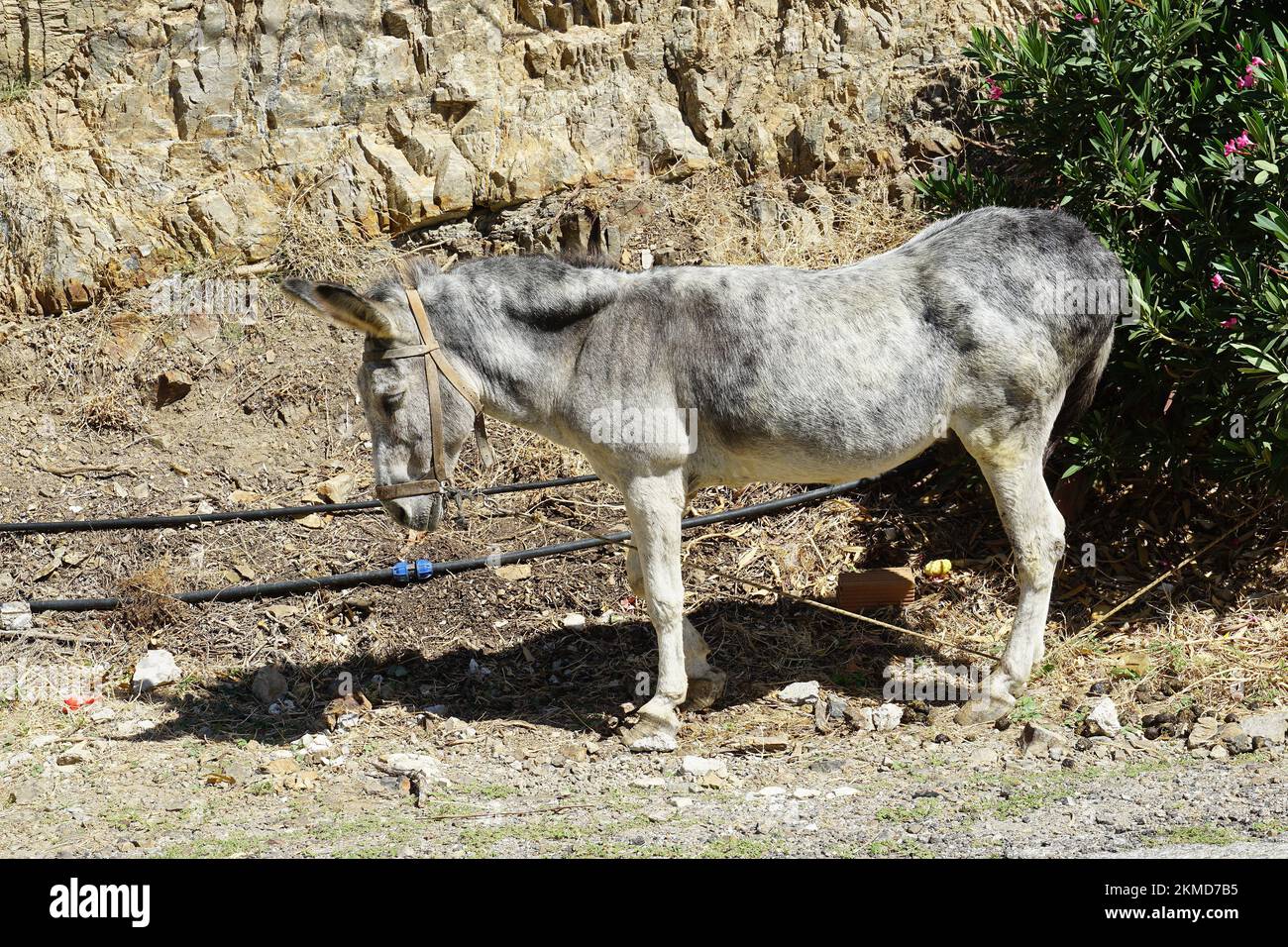 donkey, Hausesel, Equus africanus asinus, háziszamár, Crete, Greece, Europe Stock Photo - Alamy