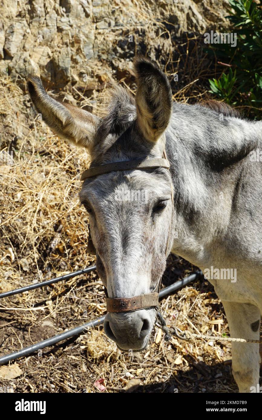 donkey, Hausesel, Equus africanus asinus, háziszamár, Crete, Greece, Europe Stock Photo - Alamy