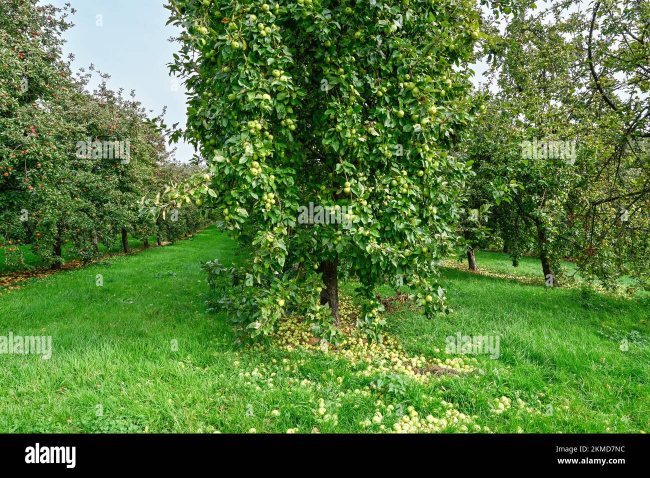 Ripe Cider Apples near Burrow Hill Cider on the Somerset Levels Stock ...