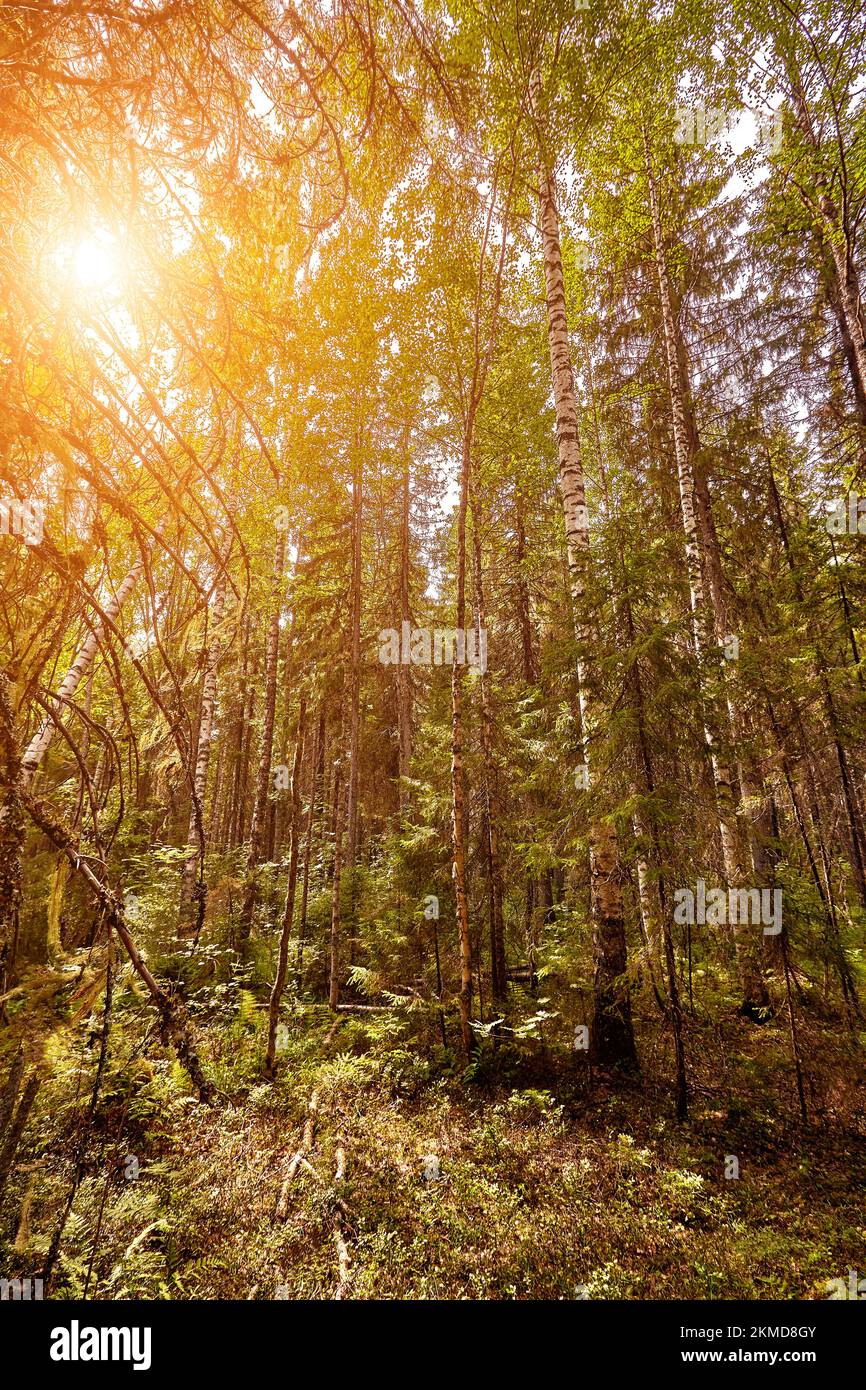 Birch trees with long shadows in summer Stock Photo - Alamy