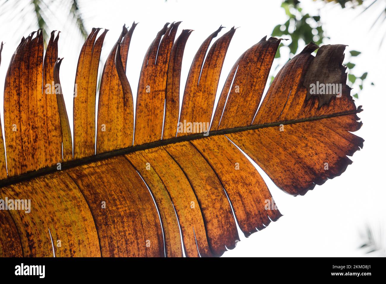 The macro low-angle shot of a dry orange leaf - environmental concept ...