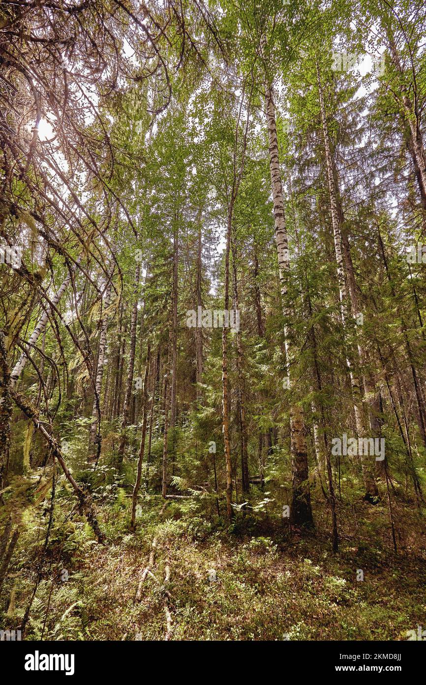 Birch trees with long shadows in summer Stock Photo - Alamy