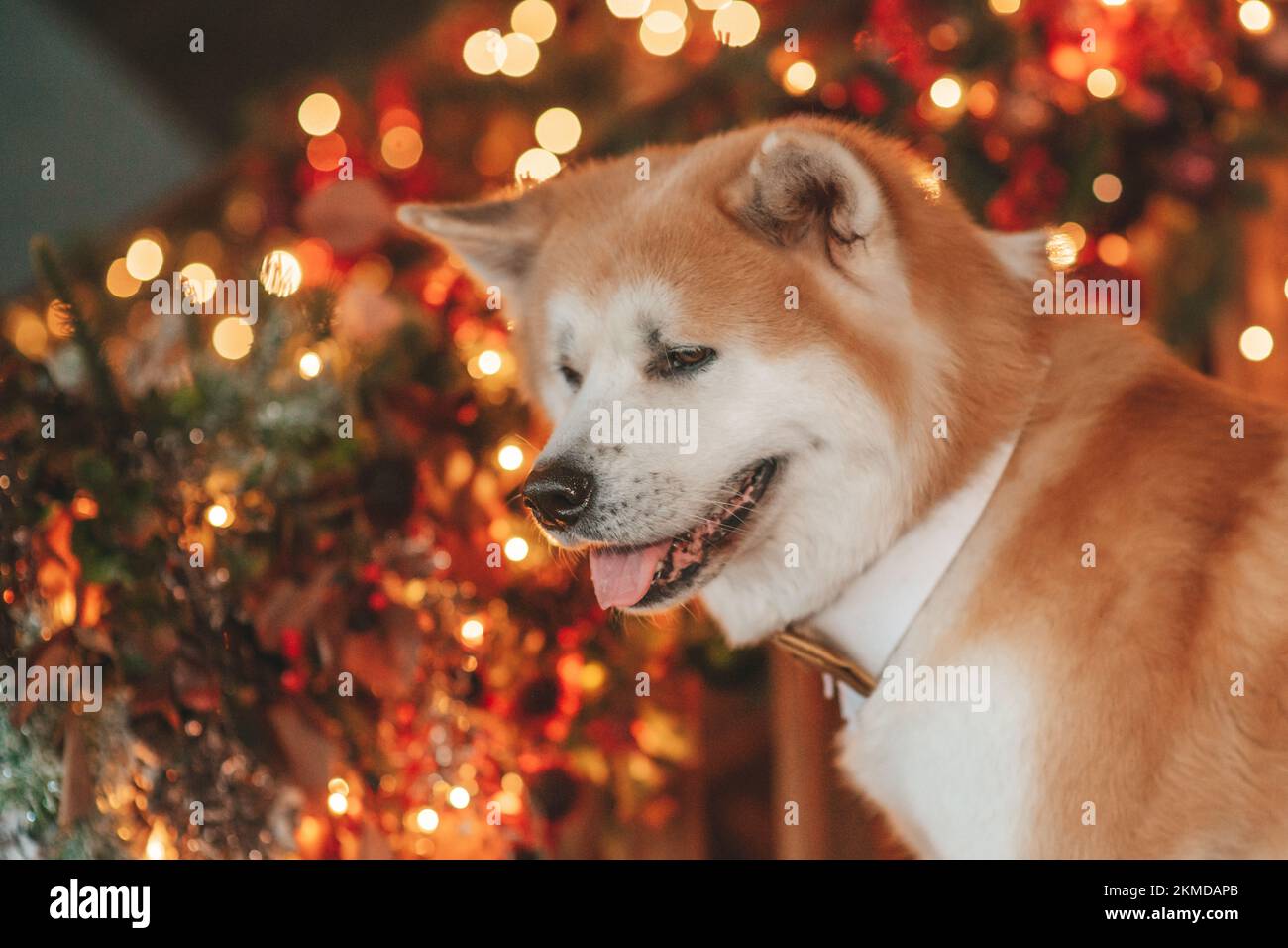 Pet lover concept japanese dog on bokeh twinkle eve 25 december noel ...