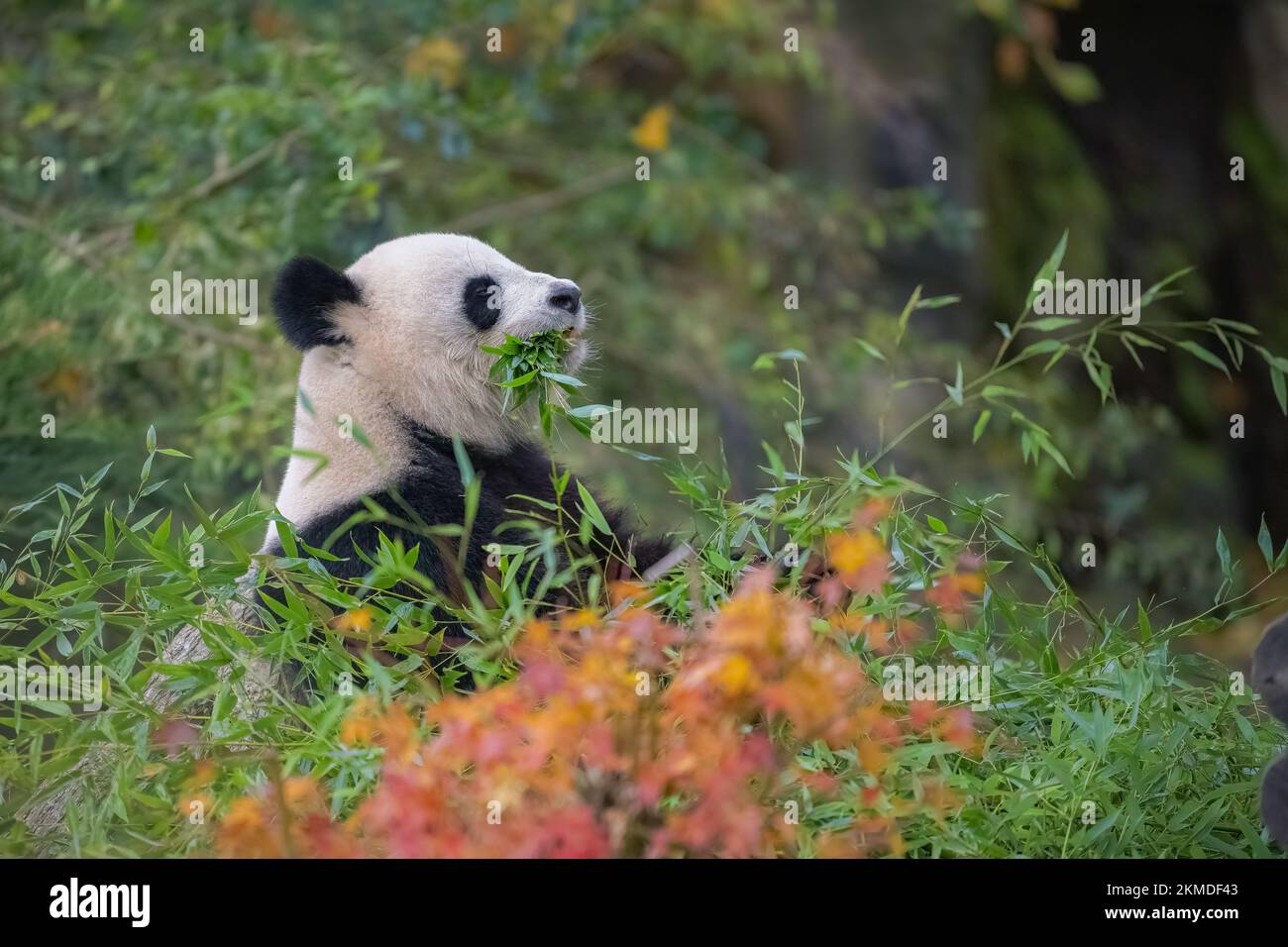 A giant panda eating bamboo in the grass, portrait in autumn Stock ...