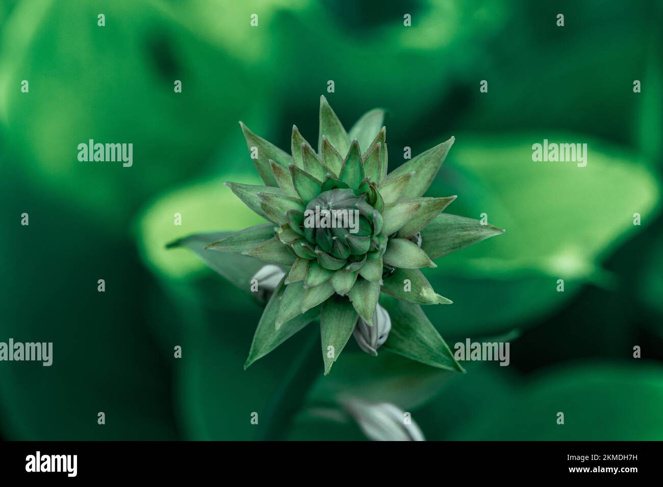 A closeup of growing Hosta isolated in green nature background Stock ...