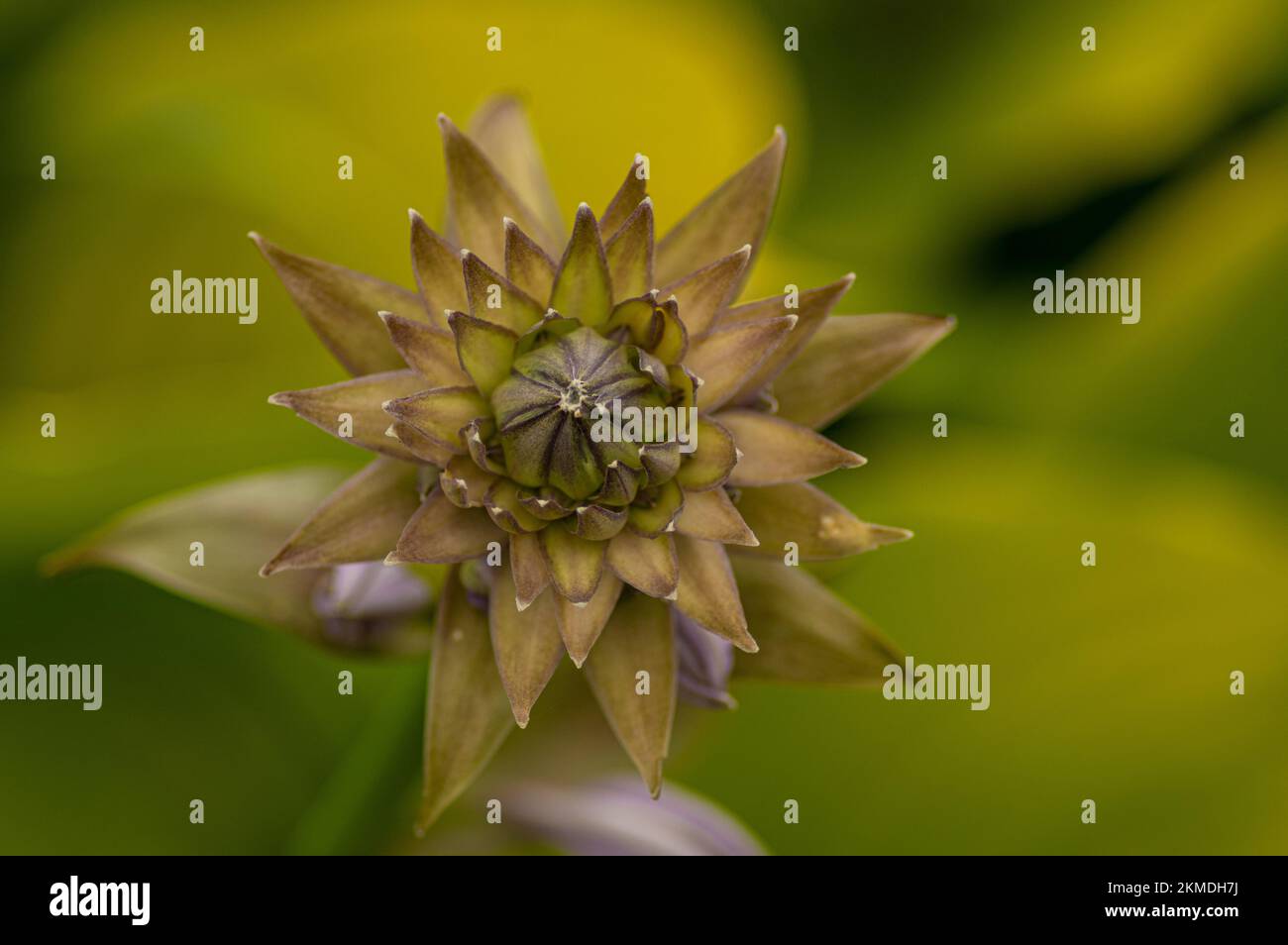 A closeup of growing Hosta isolated in green nature background Stock ...