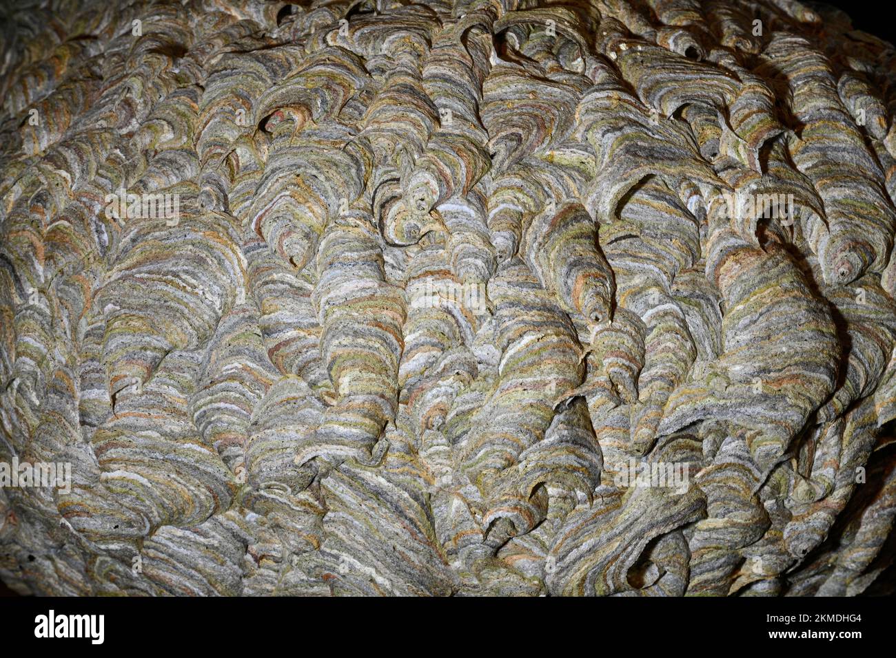 Wasp's Nest in an English Attic showing the detail of how it was made ...