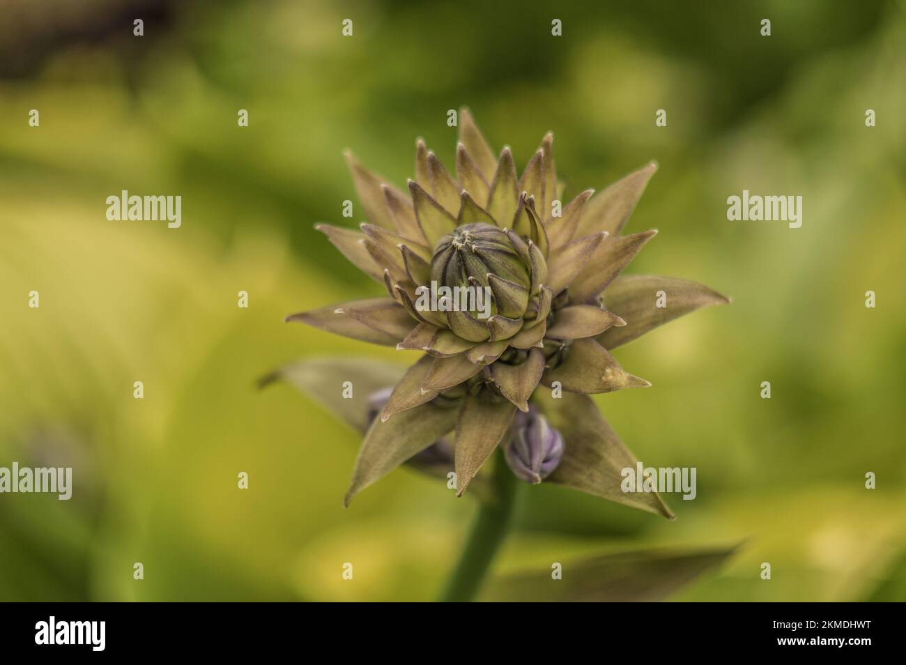A closeup of growing Hosta isolated in green nature background Stock ...