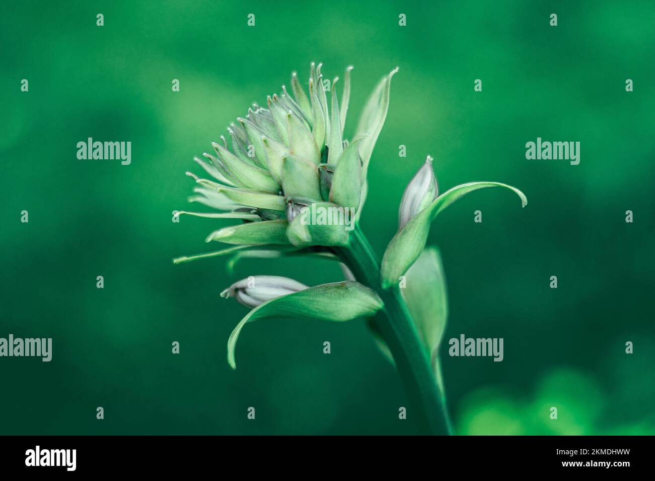 A closeup of growing Hosta isolated in green nature background Stock ...