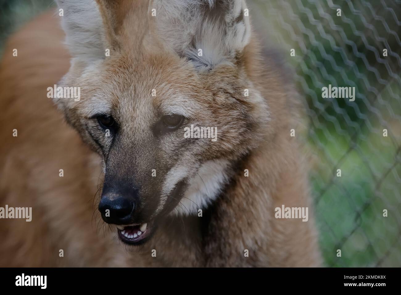 Zoo wolf fence hi-res stock photography and images - Alamy