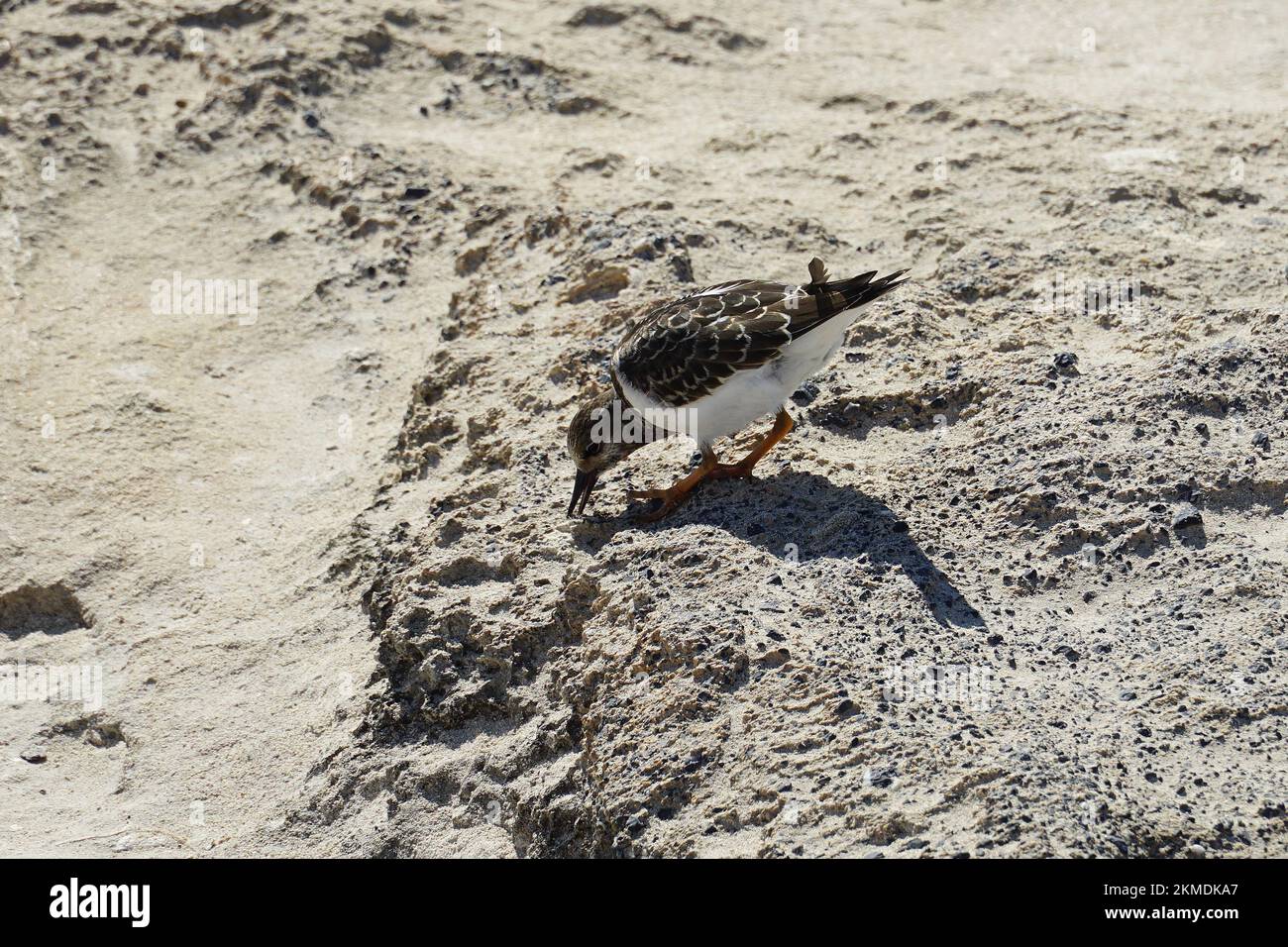 Ruddy turnstone, Steinwälzer, Tournepierre à collier, Arenaria ...