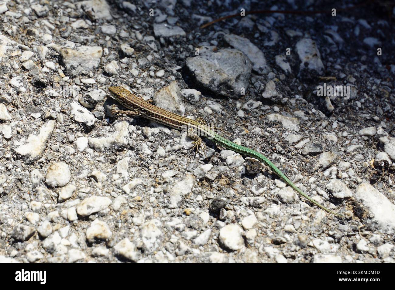 Cretan wall lizard, Kreta-Mauereidechse, Podarcis cretensis, Aradena ...