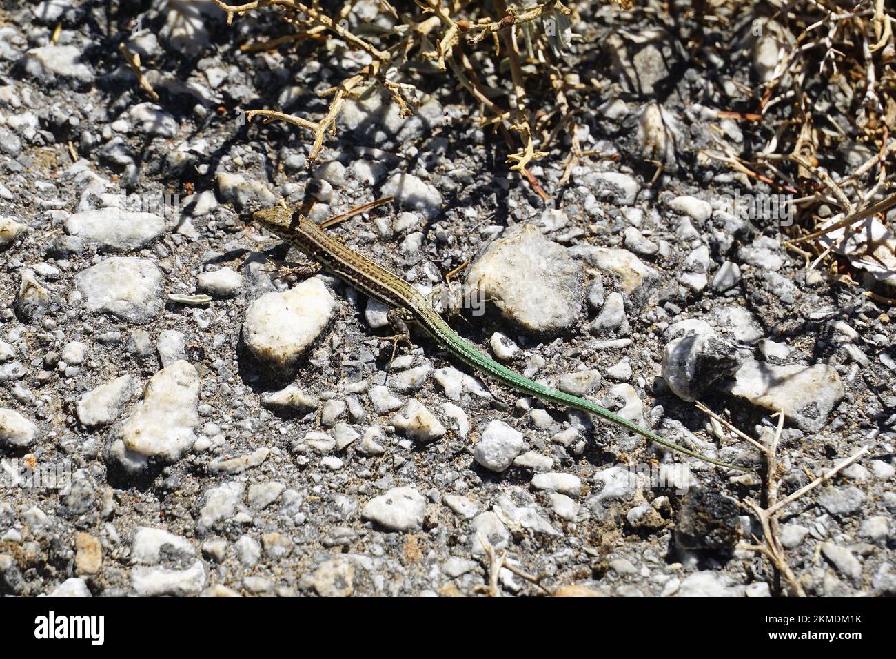 Cretan wall lizard, Kreta-Mauereidechse, Podarcis cretensis, Aradena ...