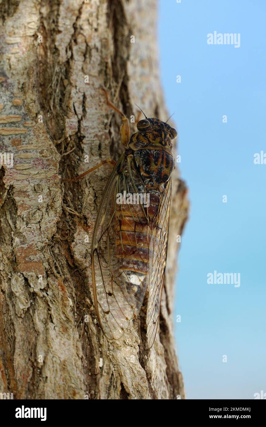 Zikade, Cicada cretensis, kabóca, Crete, Greece, Europe Stock Photo - Alamy