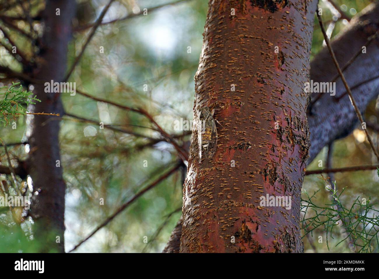 Zikade, Cicada cretensis, kabóca, Crete, Greece, Europe Stock Photo - Alamy