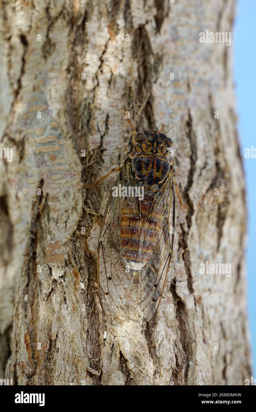 Crete insect hi-res stock photography and images - Alamy