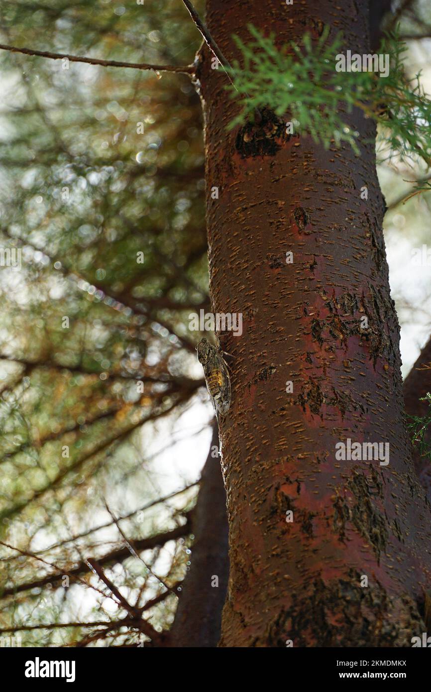 Zikade, Cicada cretensis, kabóca, Crete, Greece, Europe Stock Photo - Alamy