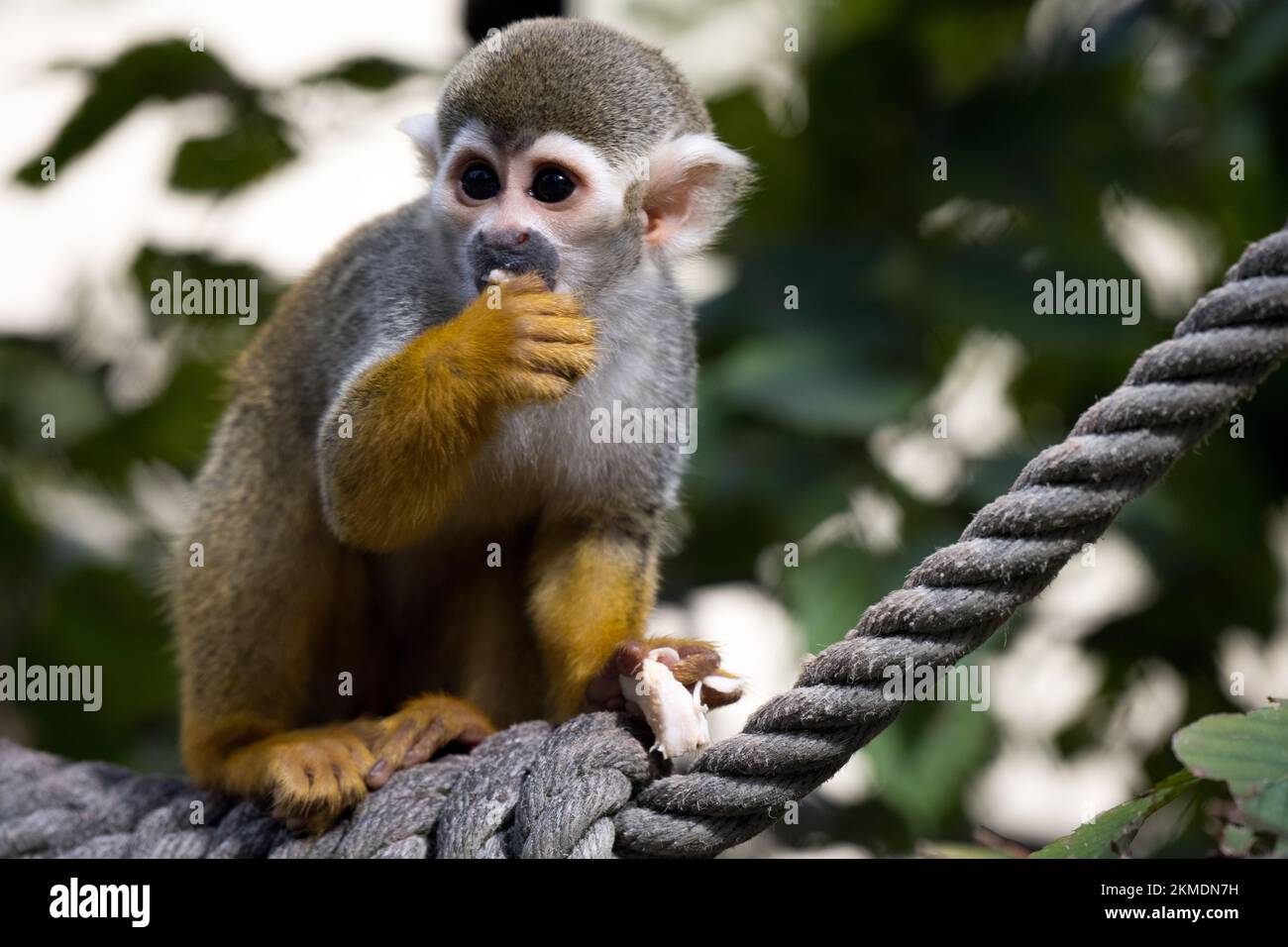 Sweet little monkey sitting on rope eating a small piece of food as ...