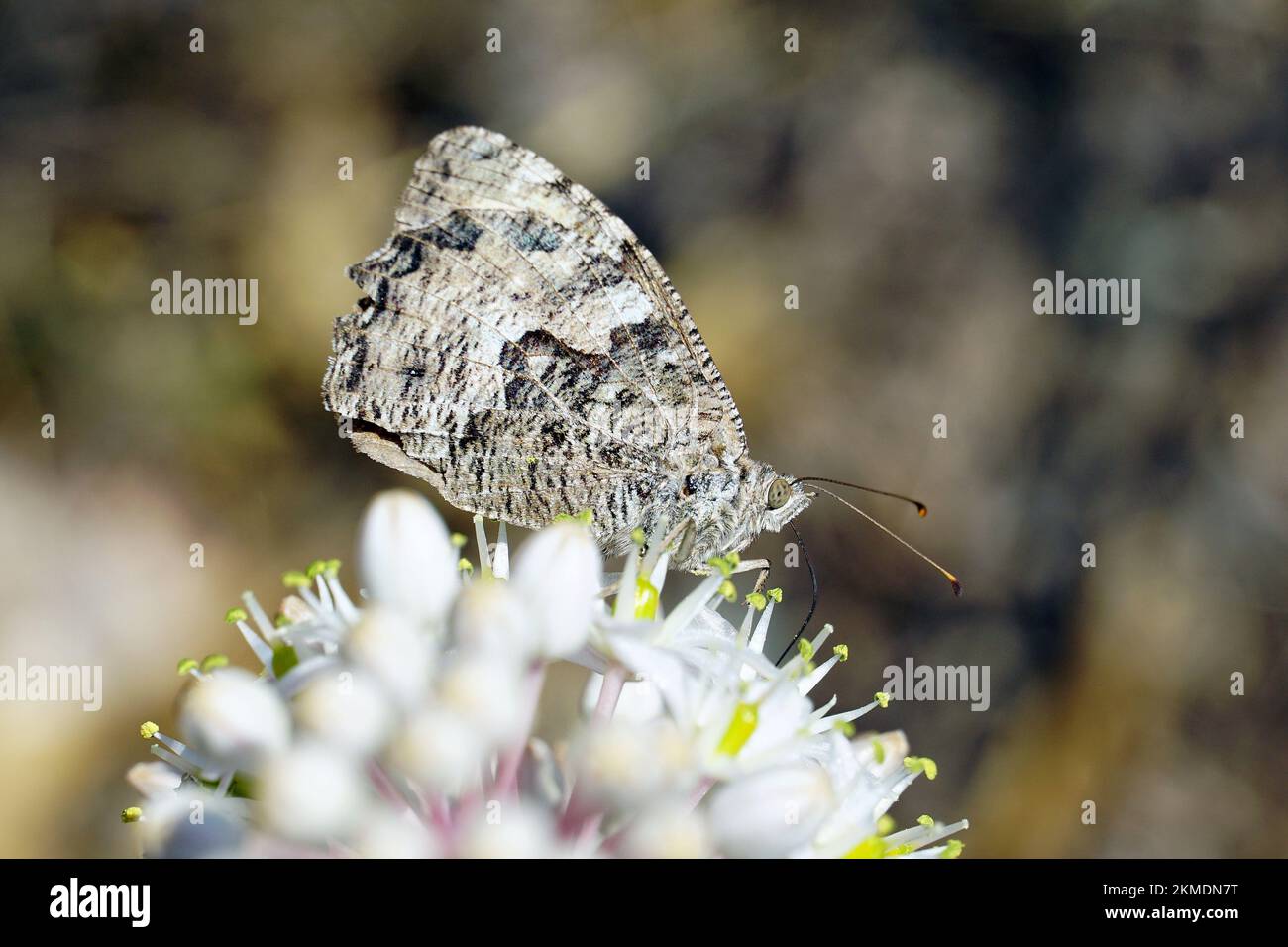 Hipparchia cretica hi-res stock photography and images - Alamy