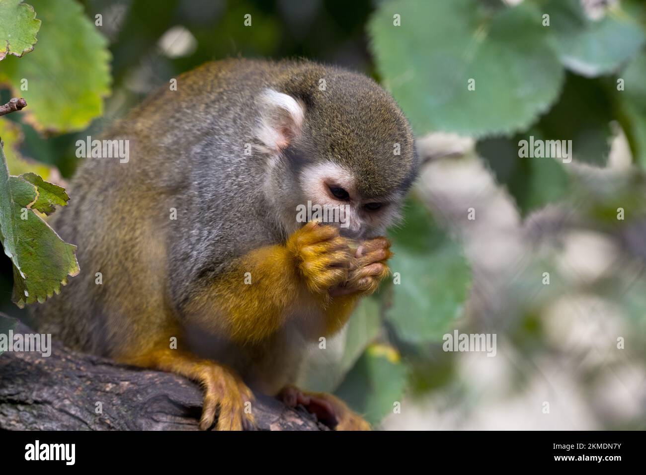 Close up of cute little monkey holding and eating a piece of fruit with ...