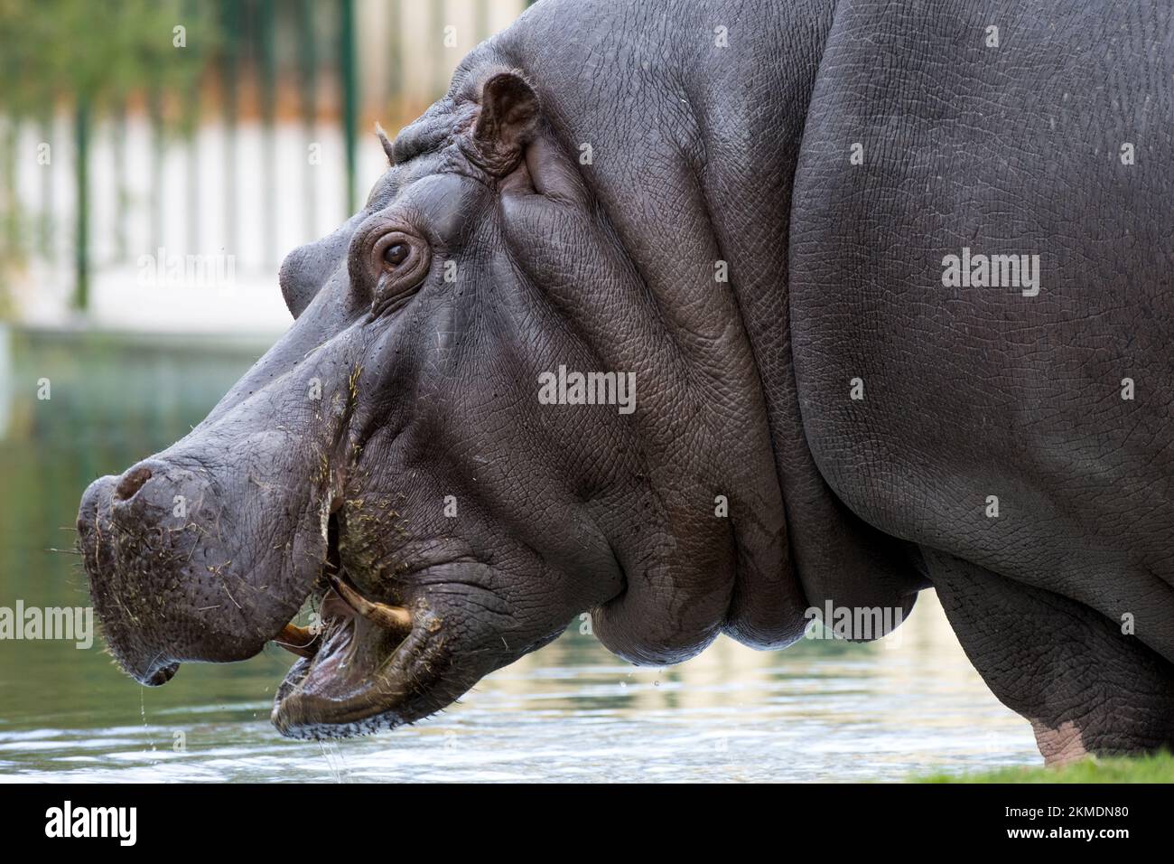 Animal portrait extreme closeup partial view lateral close up of mammal ...