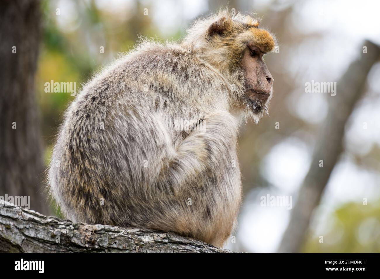 Animal portrait of a monkey seen from side in profile sitting a cute ...