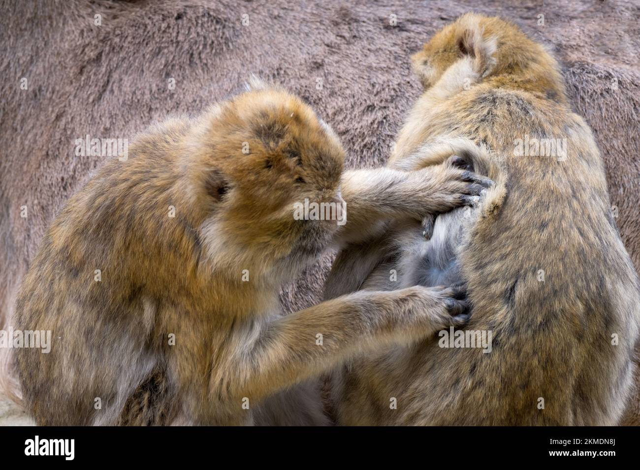 Close up of two monkeys grooming fur groom as impressive animal ...