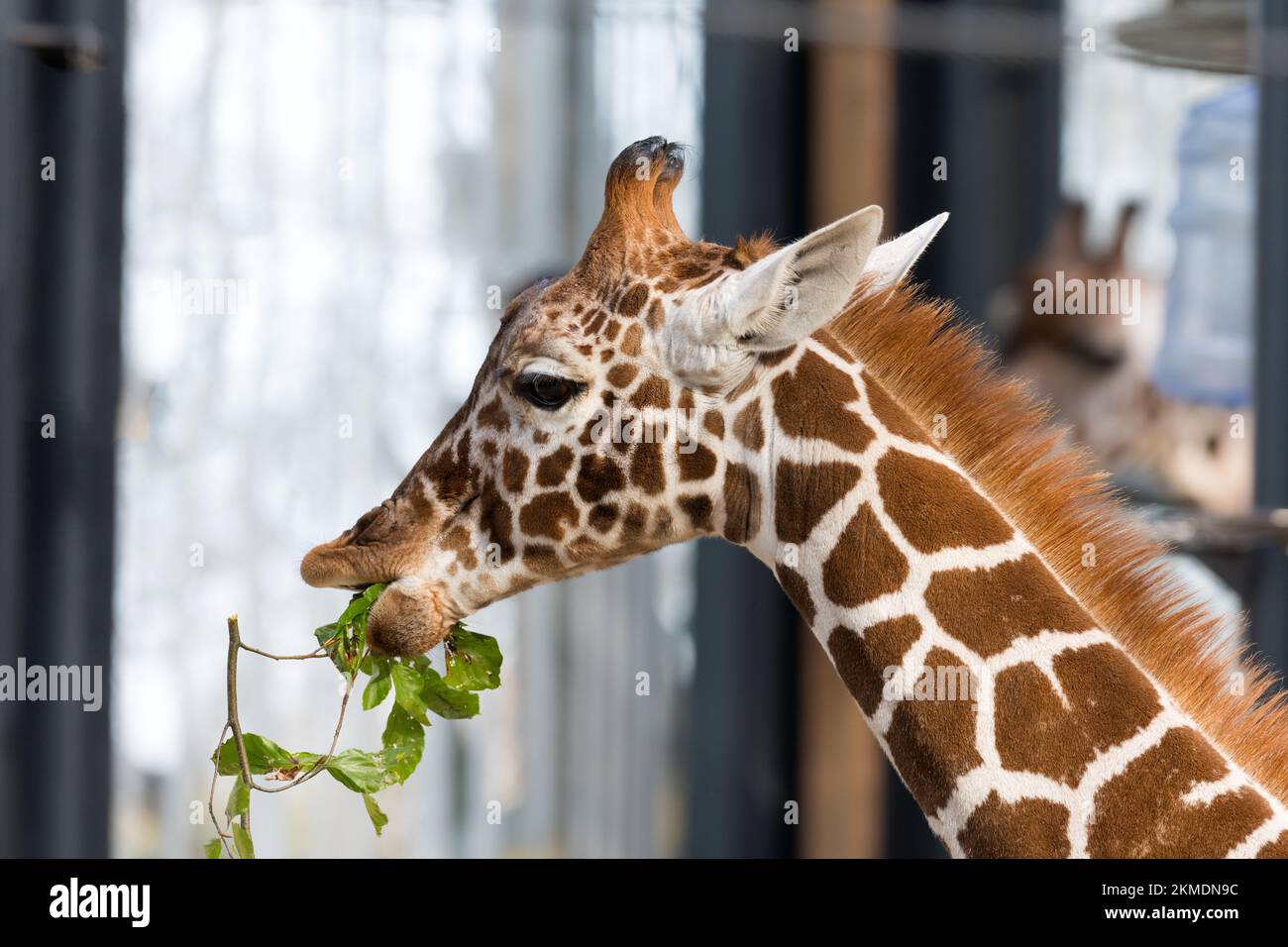 Close up of a lovely young baby giraffe eating a branch with green ...