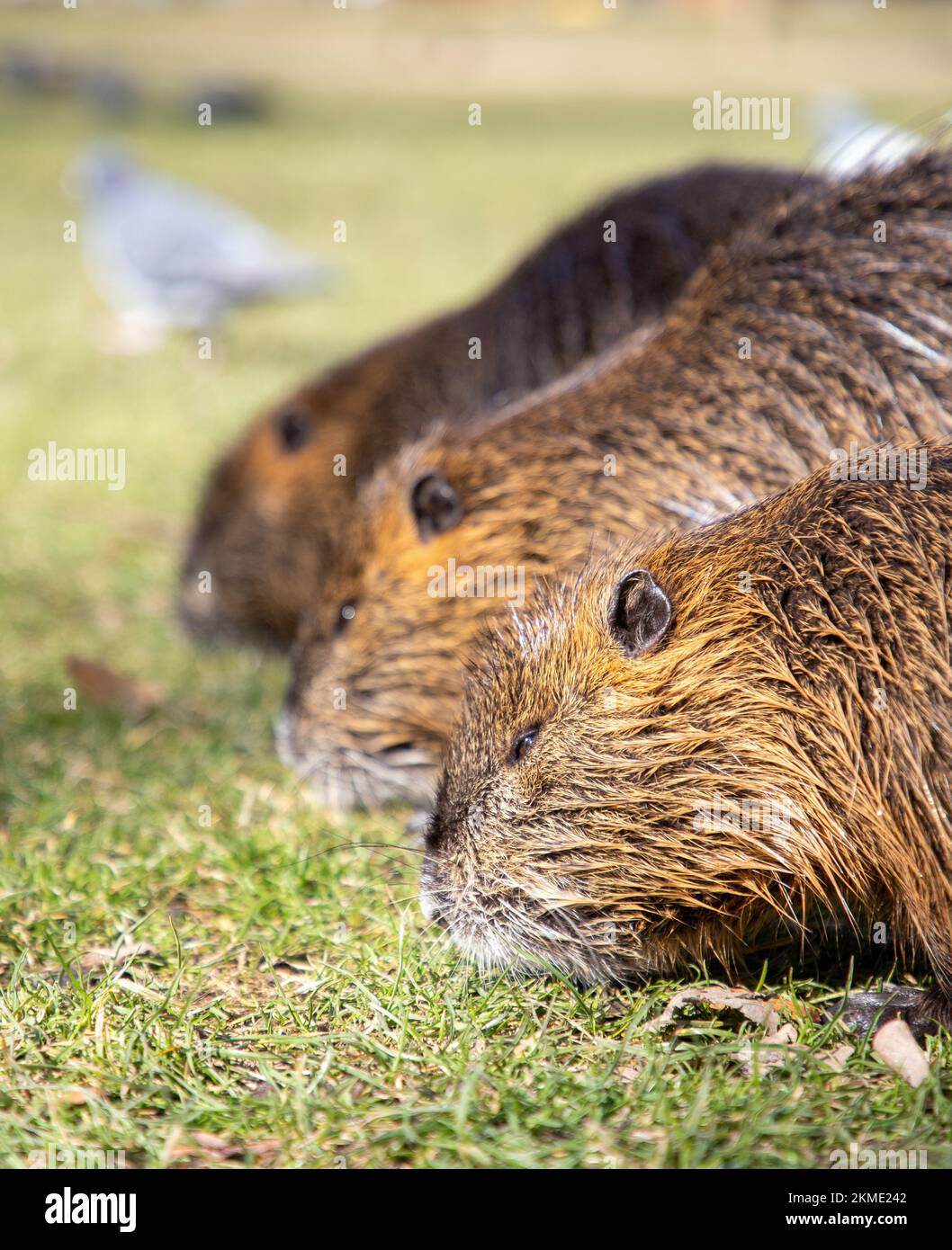 Nutrias habitat hi-res stock photography and images - Alamy
