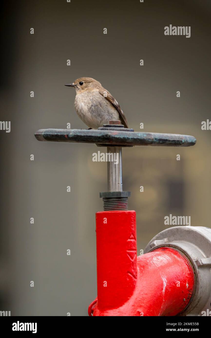 A Flame Robin sits on a fire hydrant in the town of Thredbo in the ...