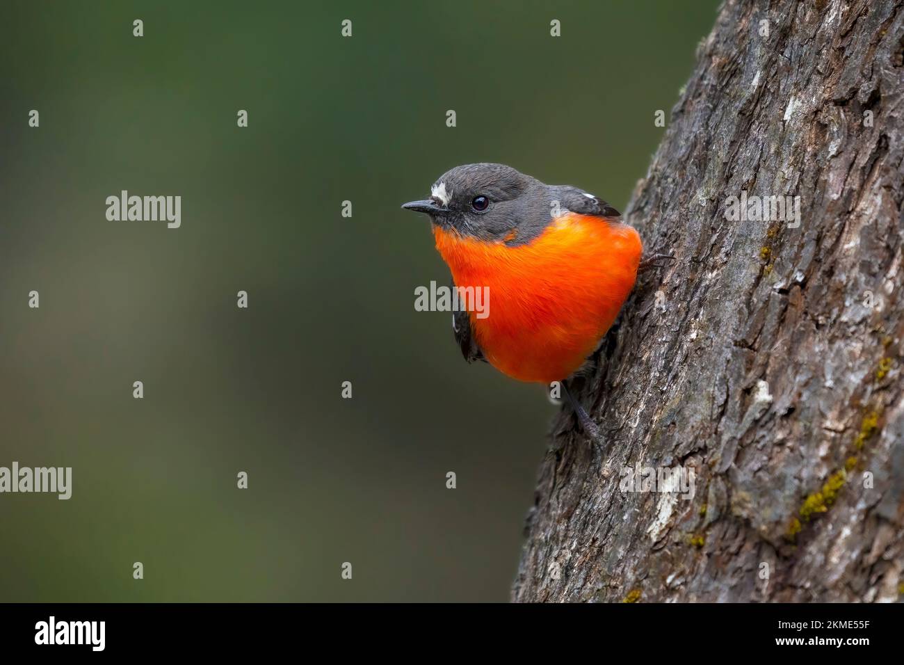 A male Flame Robin in Thredbo in the Australian A Stock Photo - Alamy
