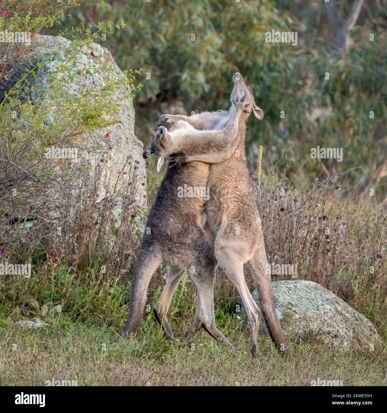 Male kangaroos fighting hi-res stock photography and images - Alamy