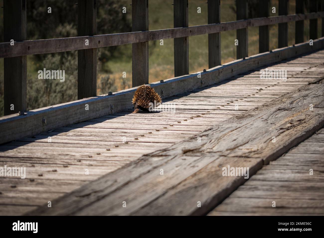 Wildlife crossing bridge australia hi-res stock photography and images ...