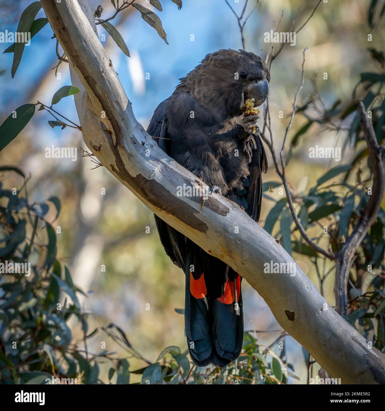 An Endangered Glossy Black Cockatoo eating sheoak seeds Stock Photo - Alamy