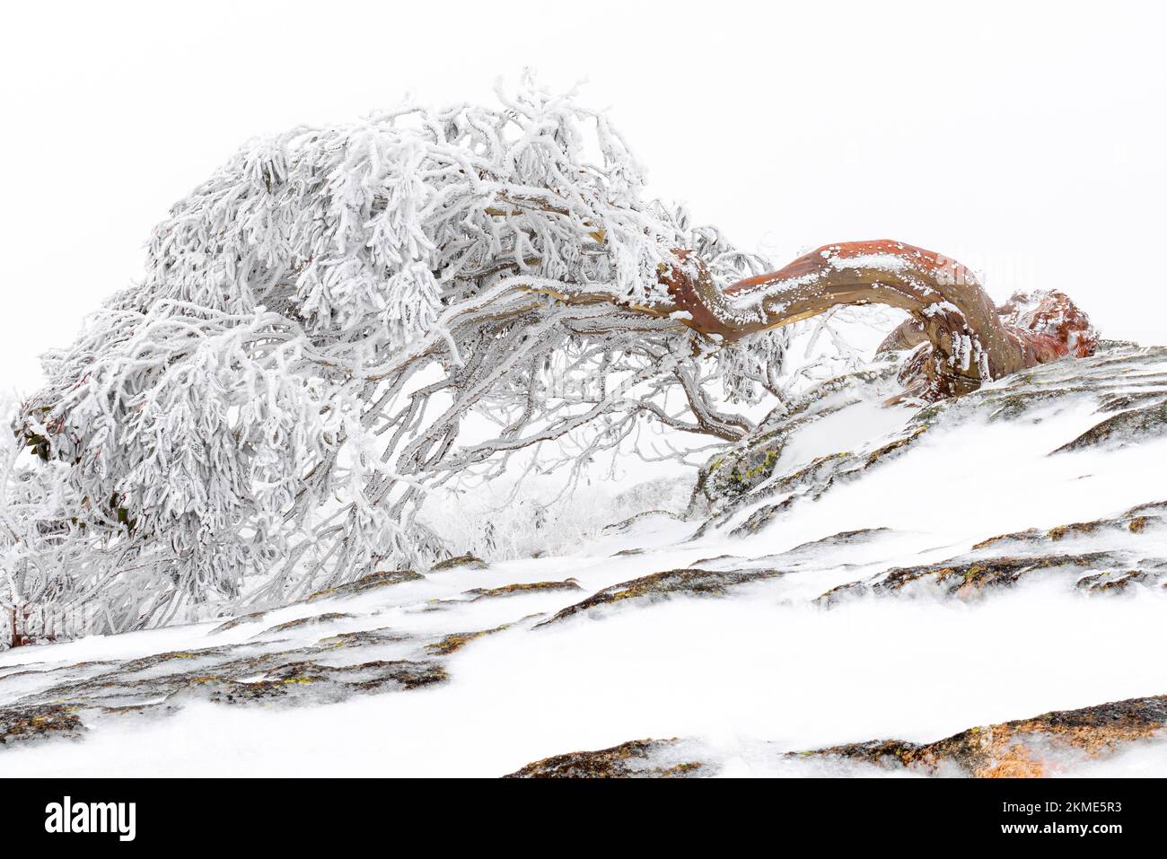 A Snowgum in the Snow on top of Mt Gingera near Canberra Australia ...
