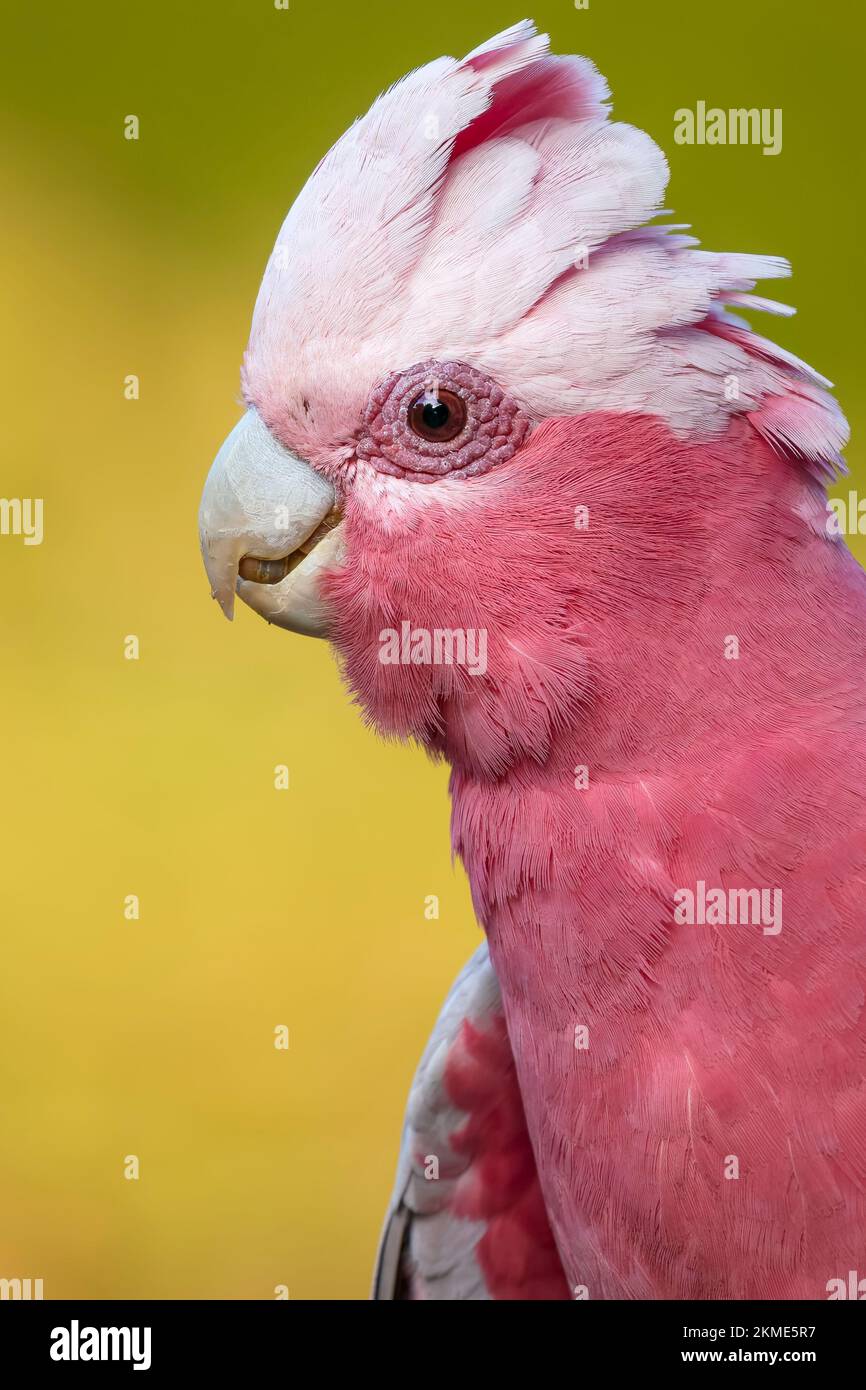 A Portrait of a Galah in an Australian Gar Stock Photo - Alamy