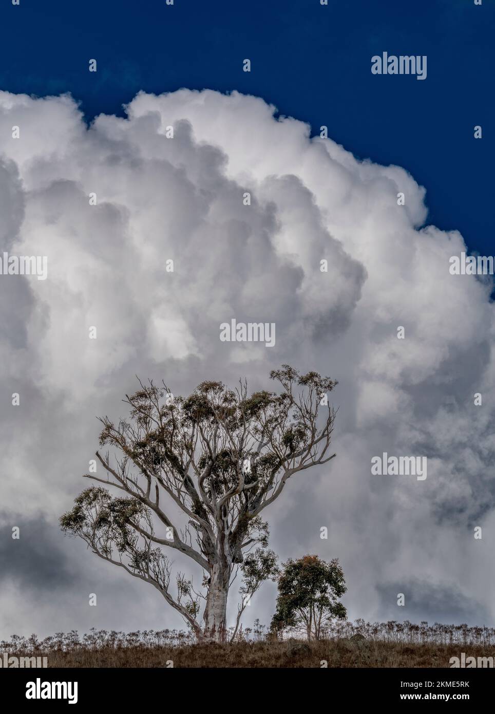 A massive storm cloud rising behind some gum trees in the Australian ...