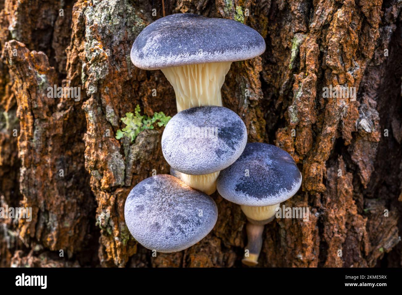 Ghost Fungi on a Tree in the Australian Bush Stock Photo - Alamy