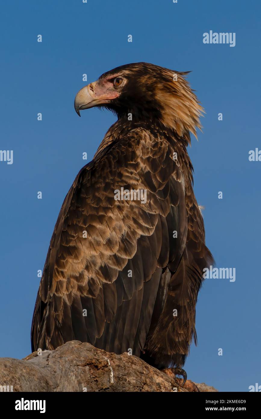 A Wedge-tailed Eagle surveying the scenery near its nest Stock Photo ...