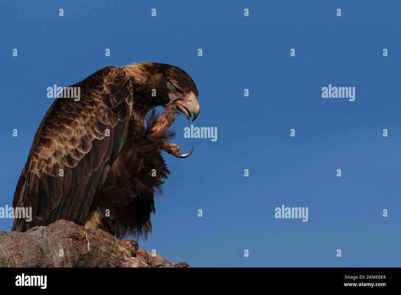 A Wedge-tailed Eagle scratching an itch with its massive talons Stock ...