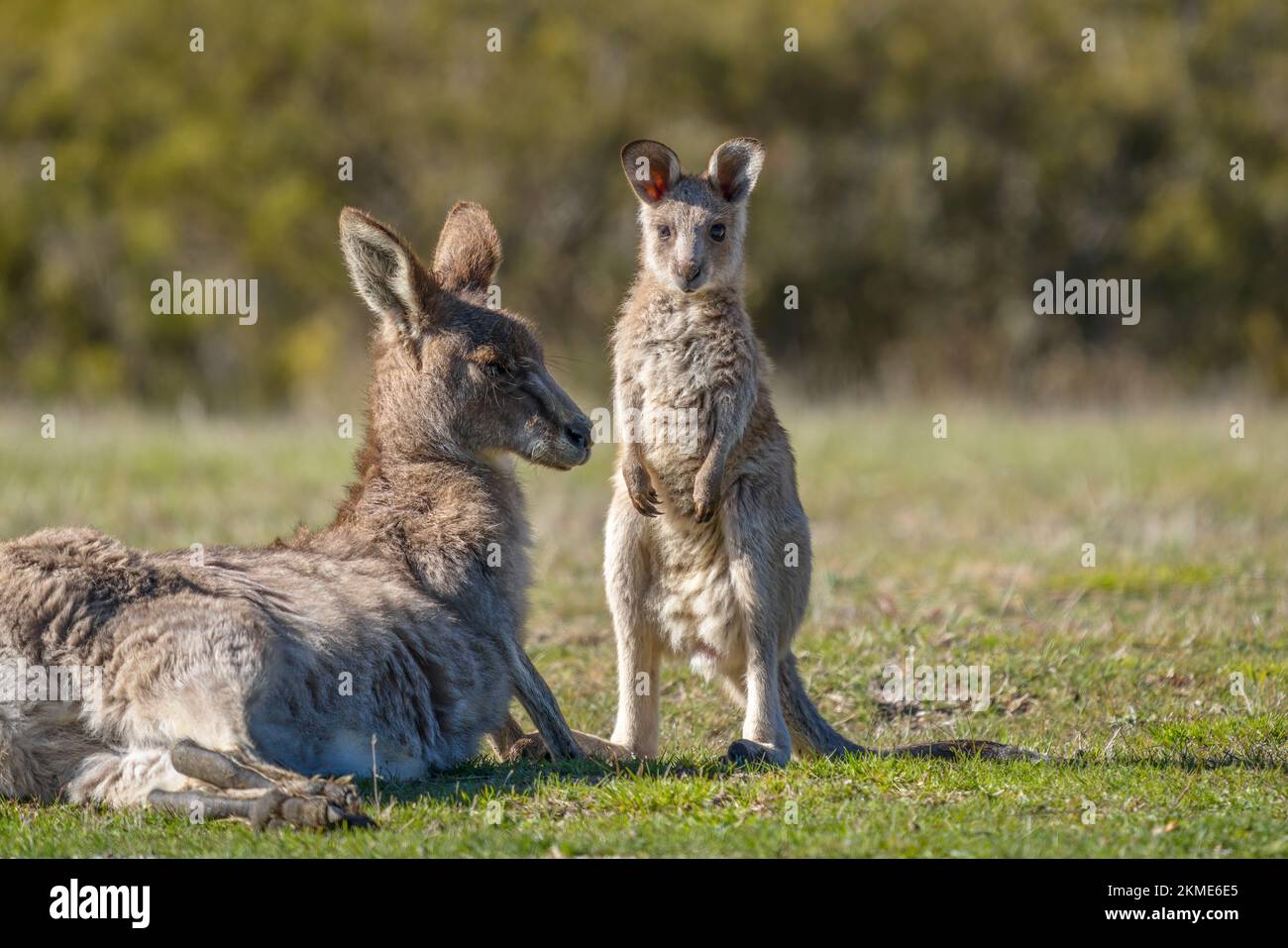 A kangaroo and her joey chilling out at Island Bend Campground Stock ...