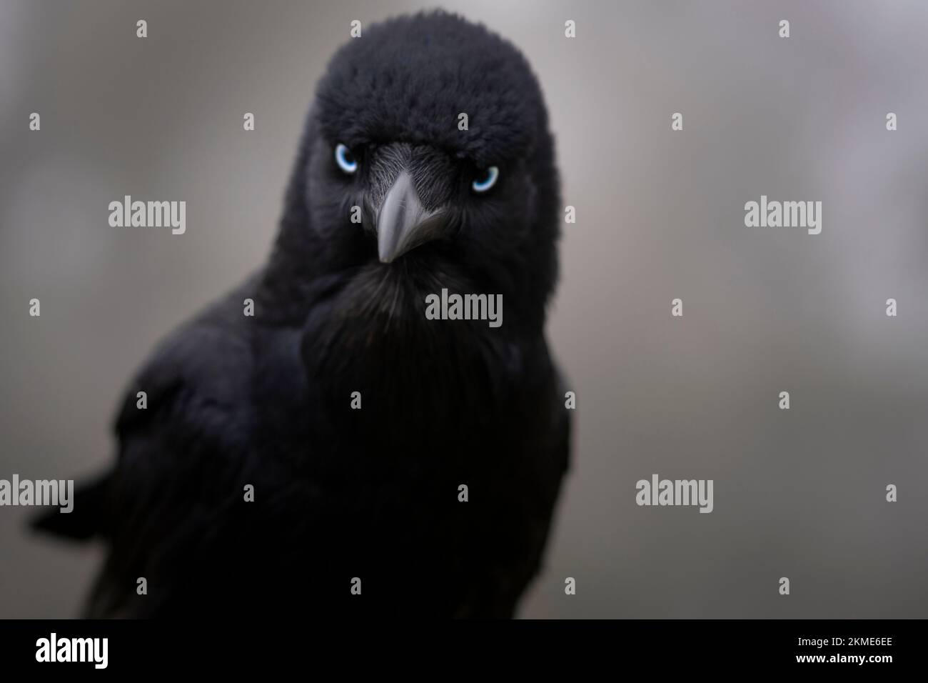 An Australian Raven looking intense Stock Photo - Alamy