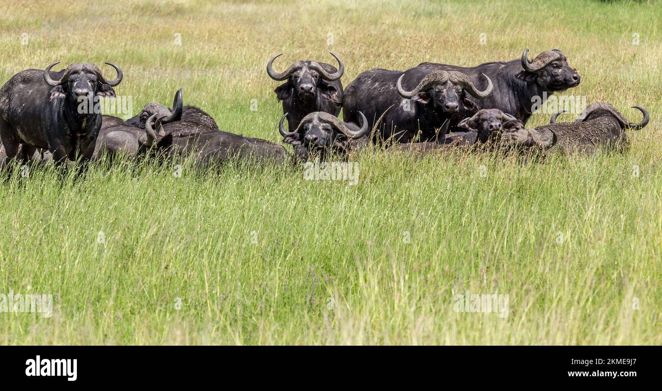 An aerial view of herd of buffalos in greenery field Stock Photo - Alamy
