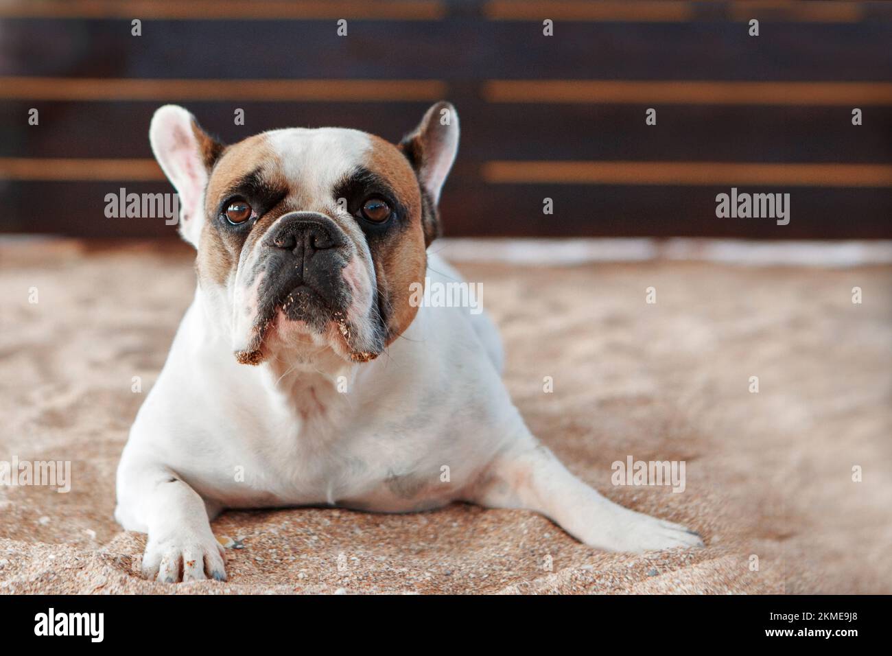 Bulldog sitting down hi-res stock photography and images - Alamy