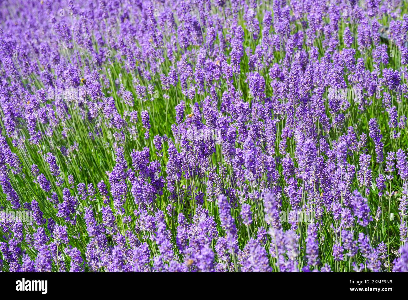 Green field background with purple flowers hi-res stock photography and ...