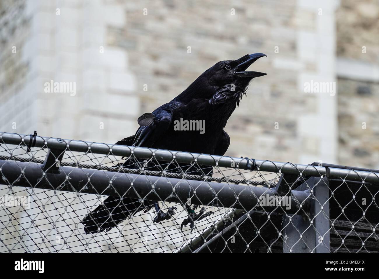 Raven at the Tower of London, London England United Kingdom UK Stock ...